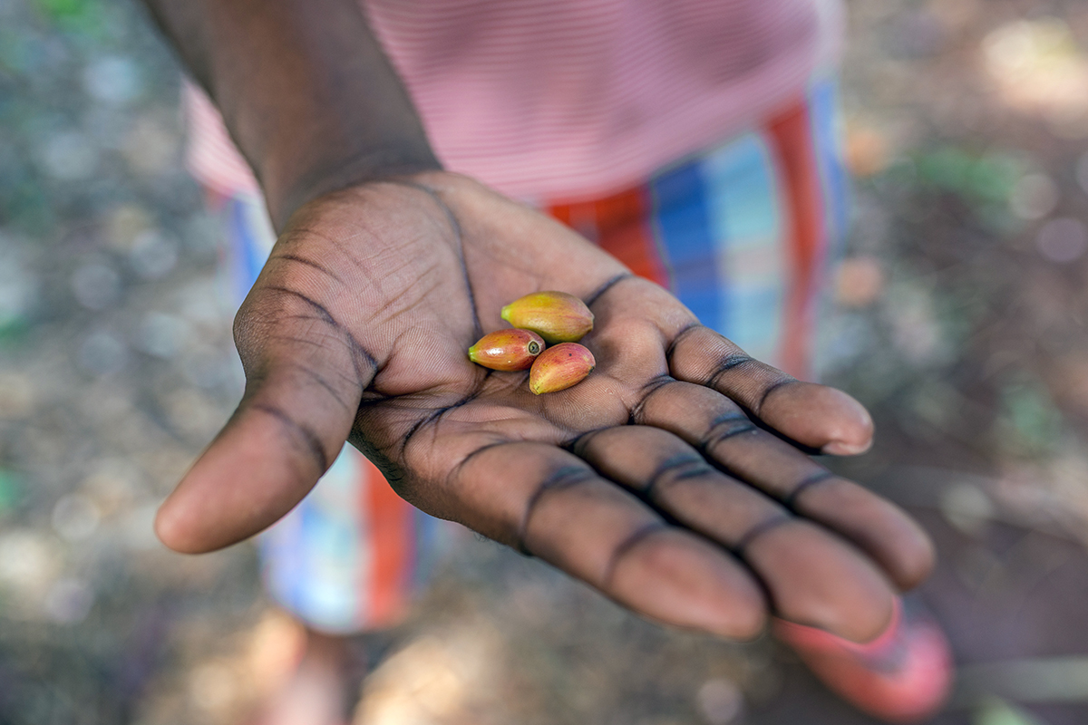 Spice Farm Tour Zanzibar - Exodus Go Tours & Travel