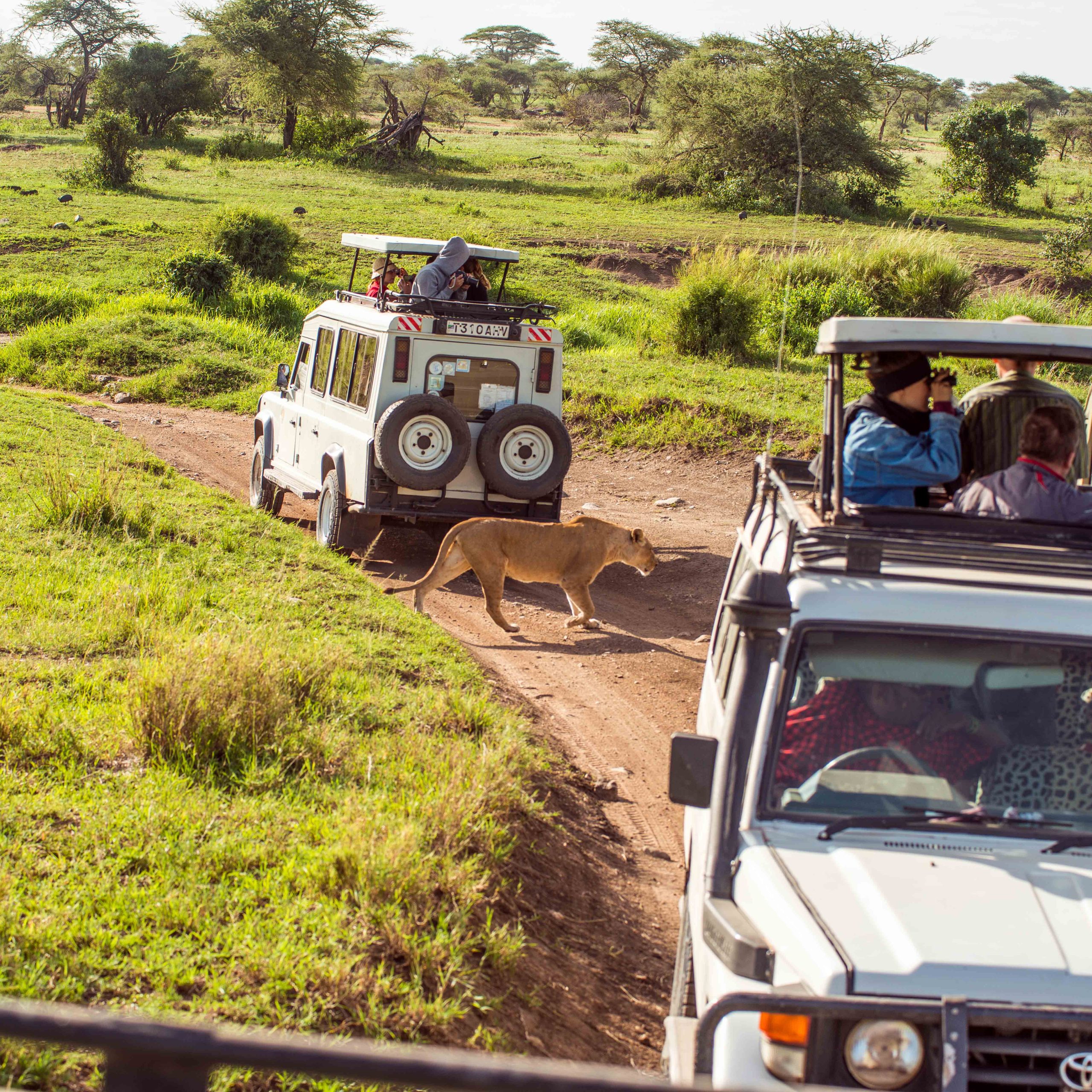 Discover the Untamed Beauty: Tanzania Safari Packages for Adventure ...